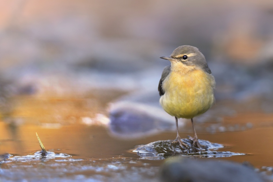 WILDLIFE FOTOFÓRUM • Zobrazit téma - Konipas horský - Motacilla cinerea